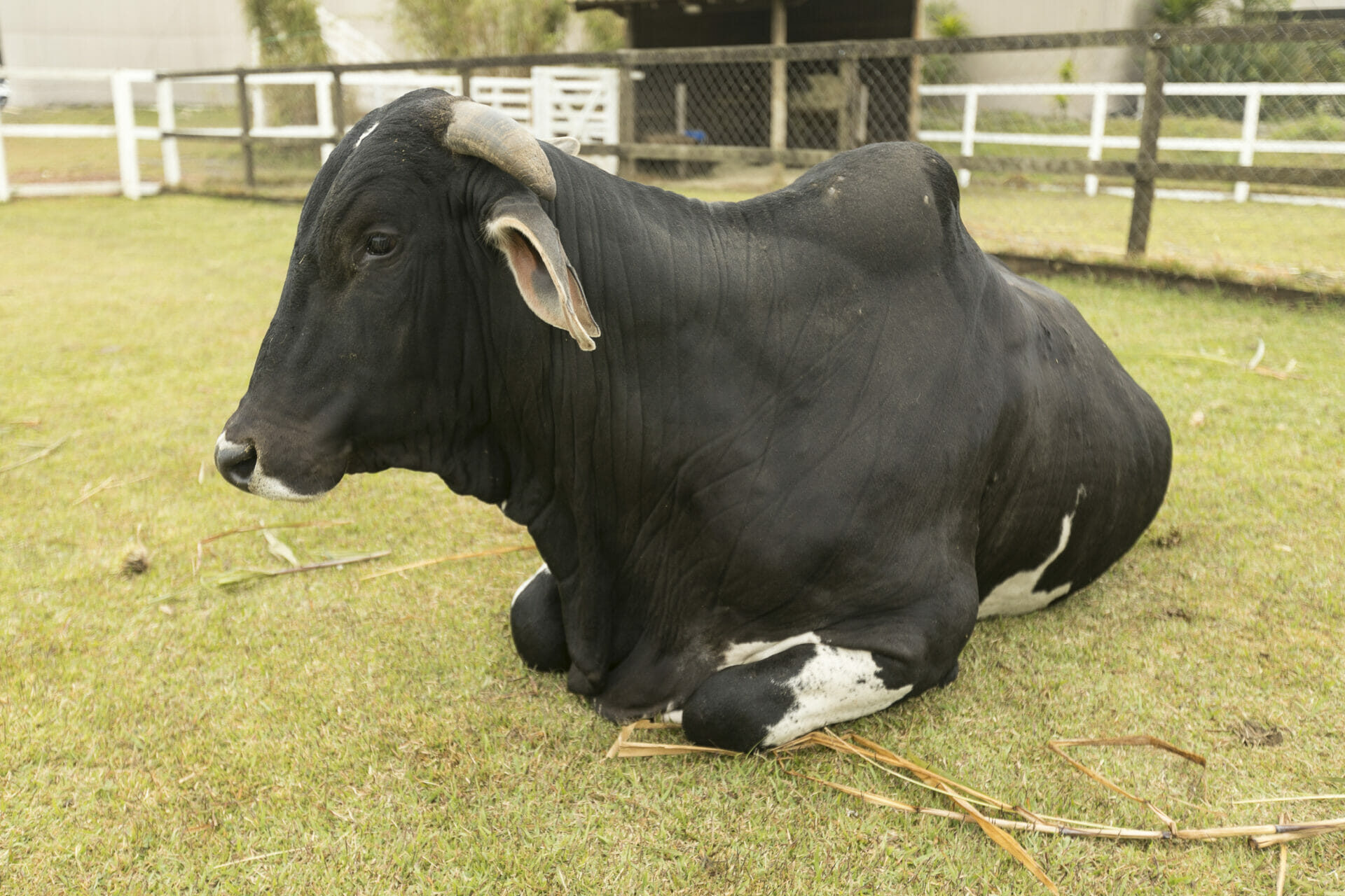 Da cozinha aos bichos: Conheça a nova sede e A Fazenda 14